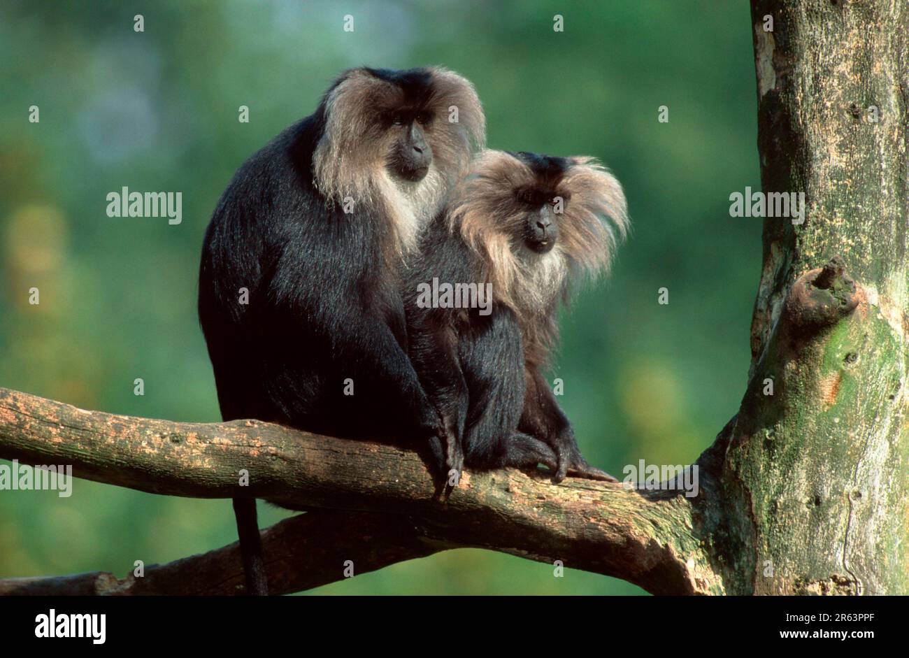 Two tailed lion hi-res stock photography and images - Alamy