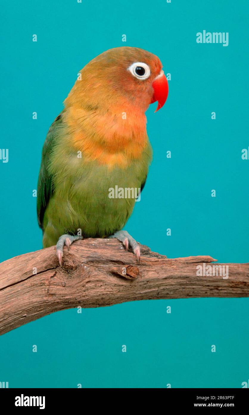 Fisherman's Lovebird, fisherman's Lovebird (Agapornis fischeri ...