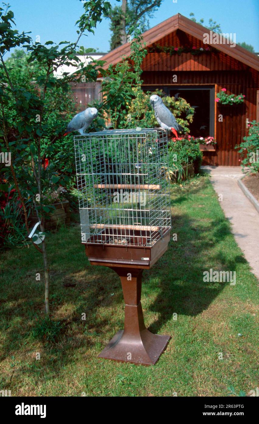 Congo african gray parrot (Psittacus erithacus erithacus), pair, at the ...