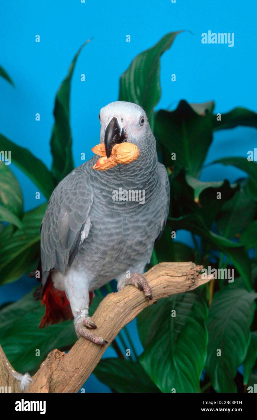 Congo african gray parrot (Psittacus erithacus erithacus) with peanut ...