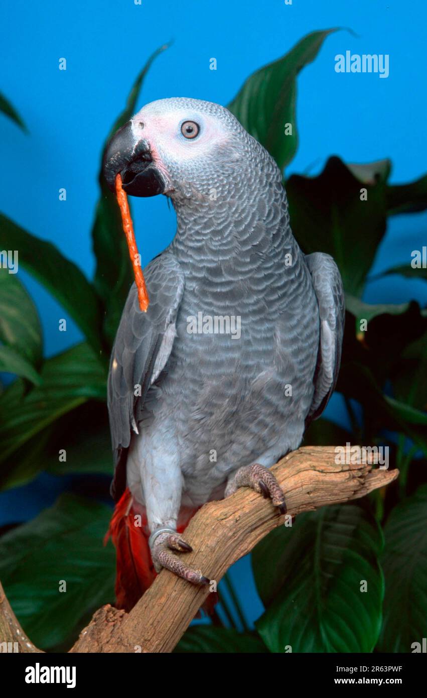 Congo african gray parrot (Psittacus erithacus erithacus) with salt ...