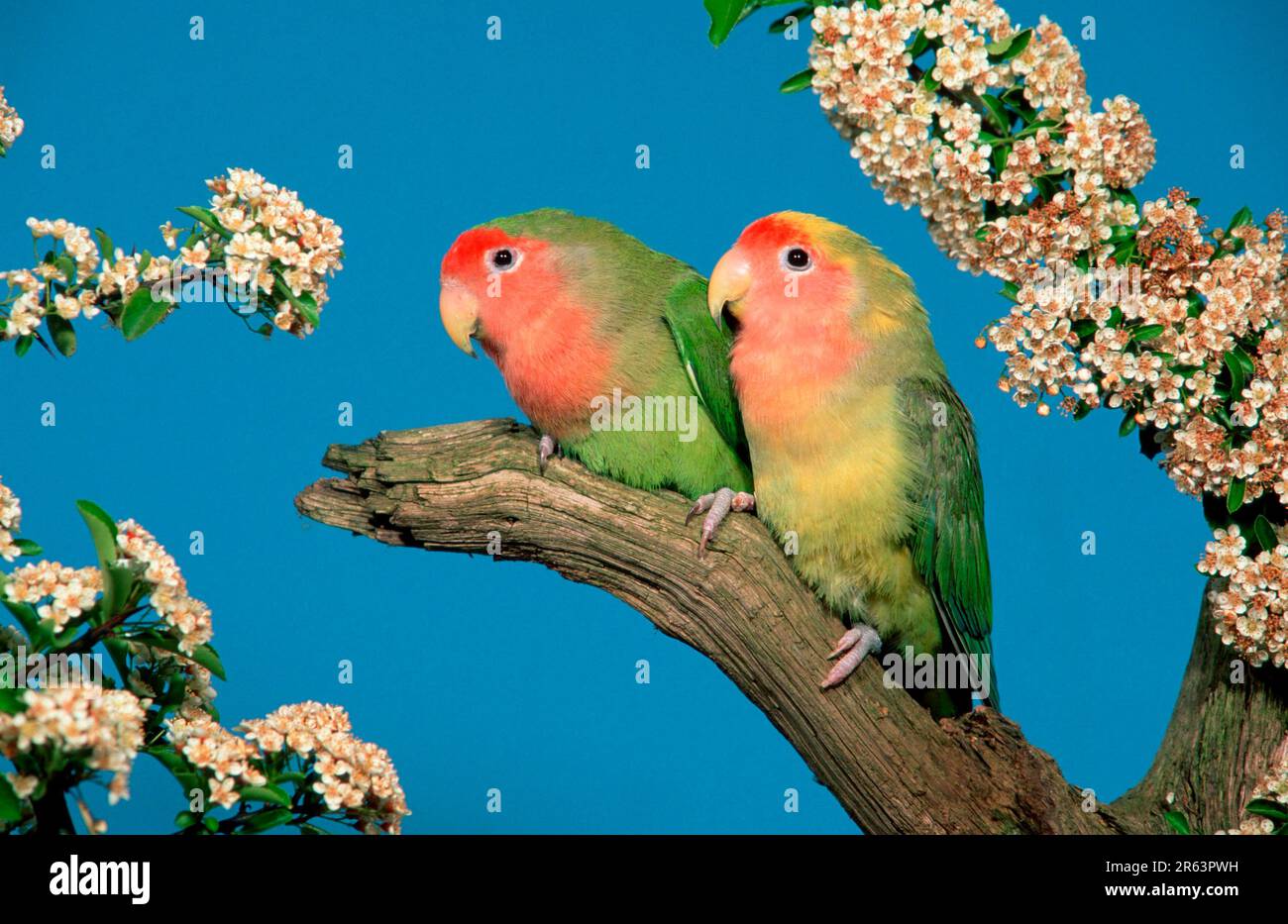 Peach-faced Lovebirds (Agapornis roseicollis), pair Stock Photo - Alamy