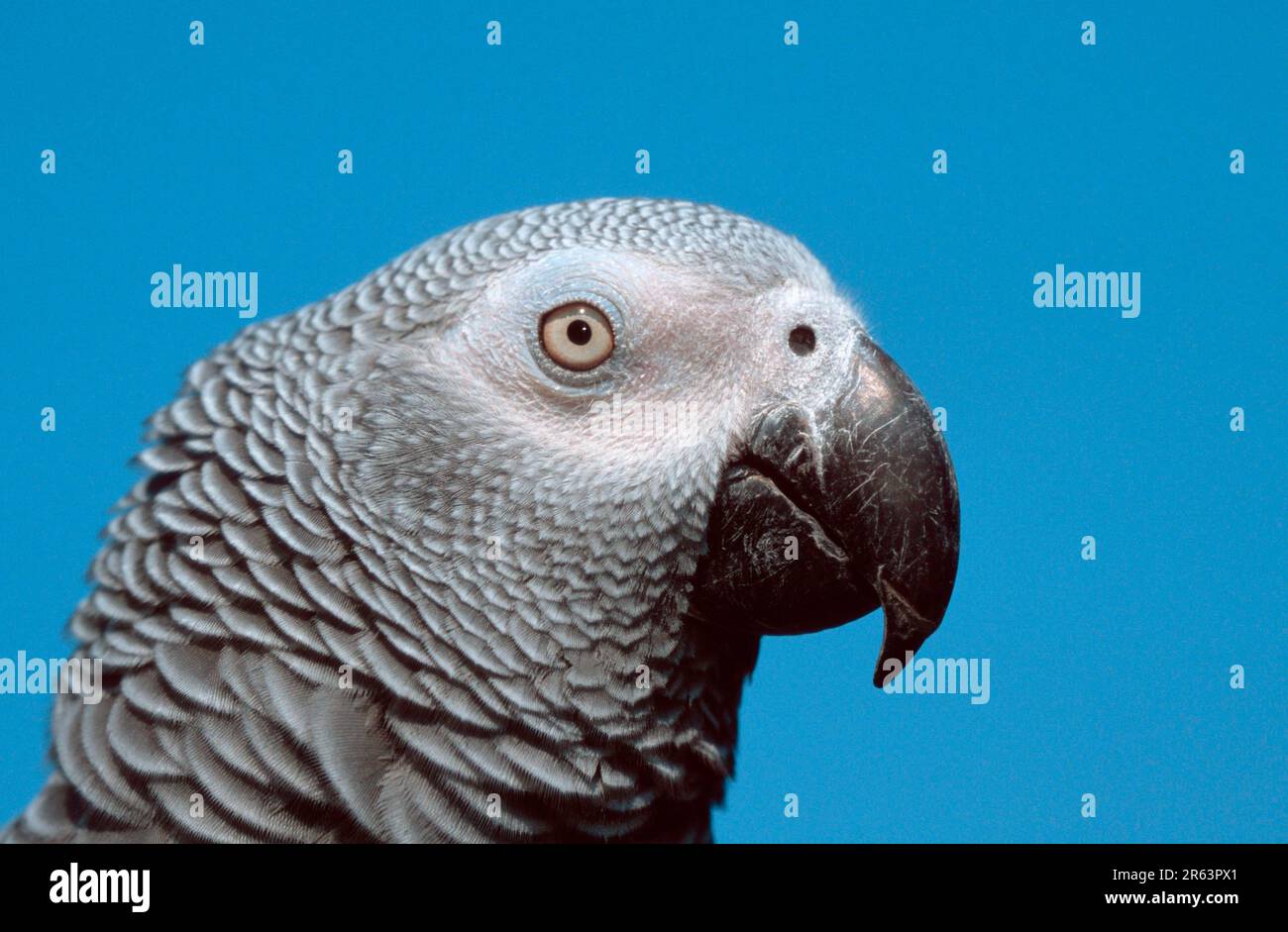 Congo african gray parrot (Psittacus erithacus erithacus), profile ...