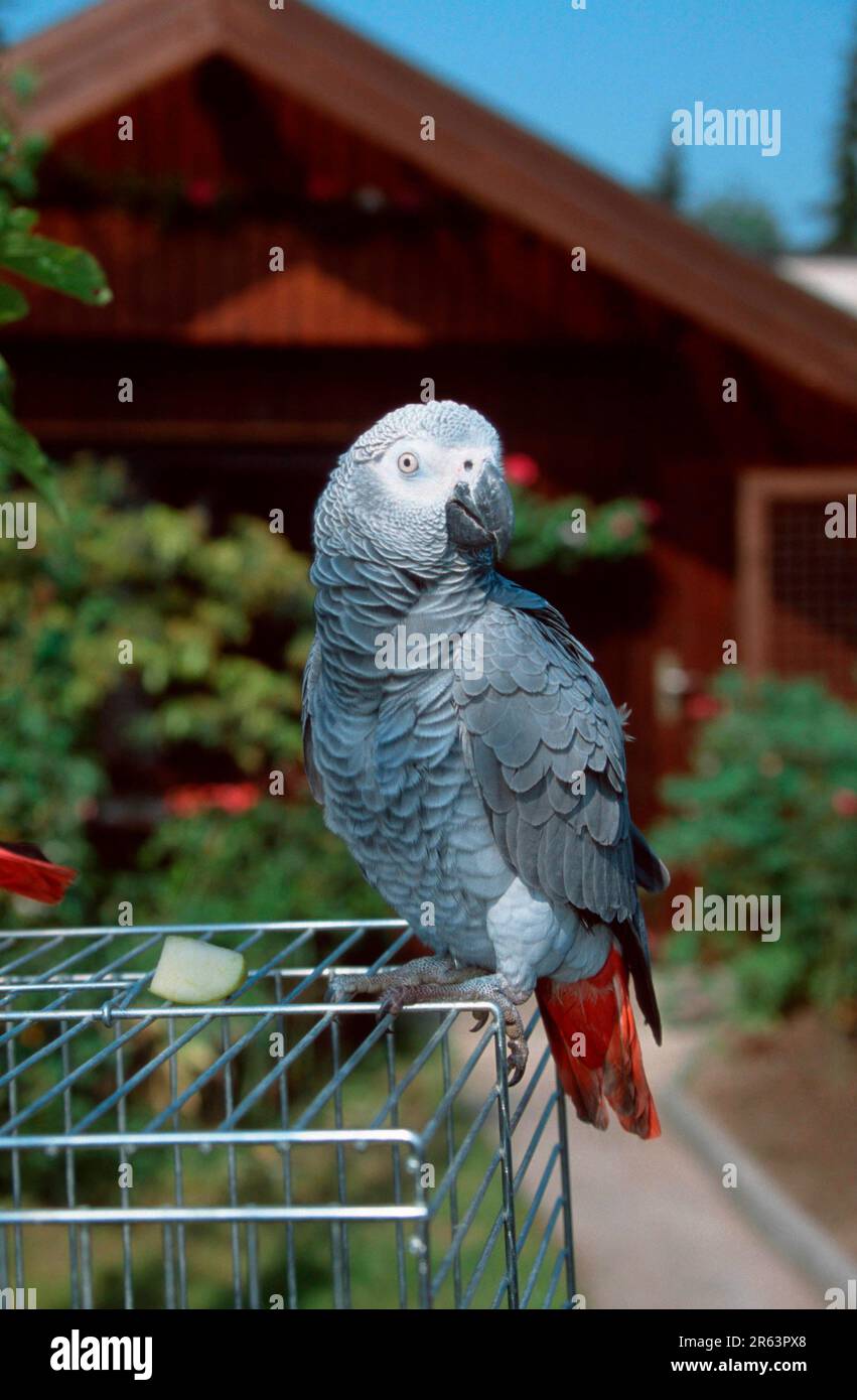 Congo african gray parrot (Psittacus erithacus erithacus) at the cage ...