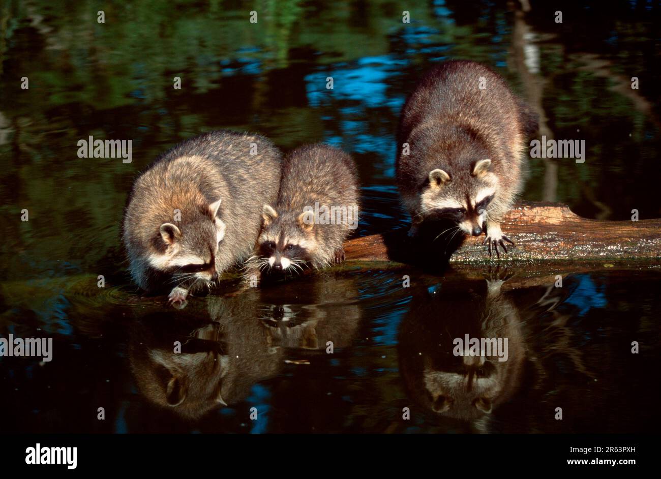 North american raccoons hi-res stock photography and images - Alamy