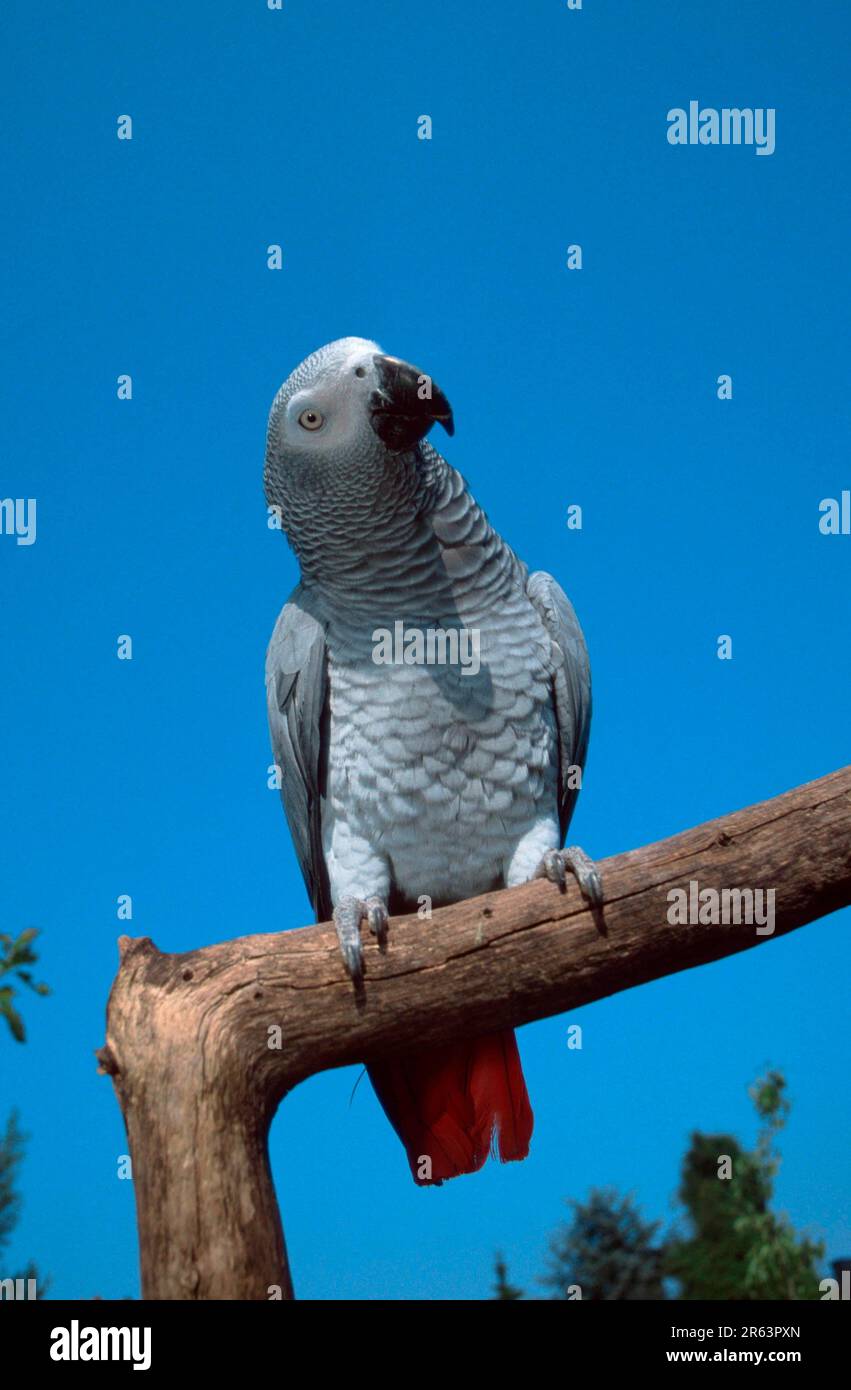 Congo african gray parrot (Psittacus erithacus erithacus Stock Photo ...