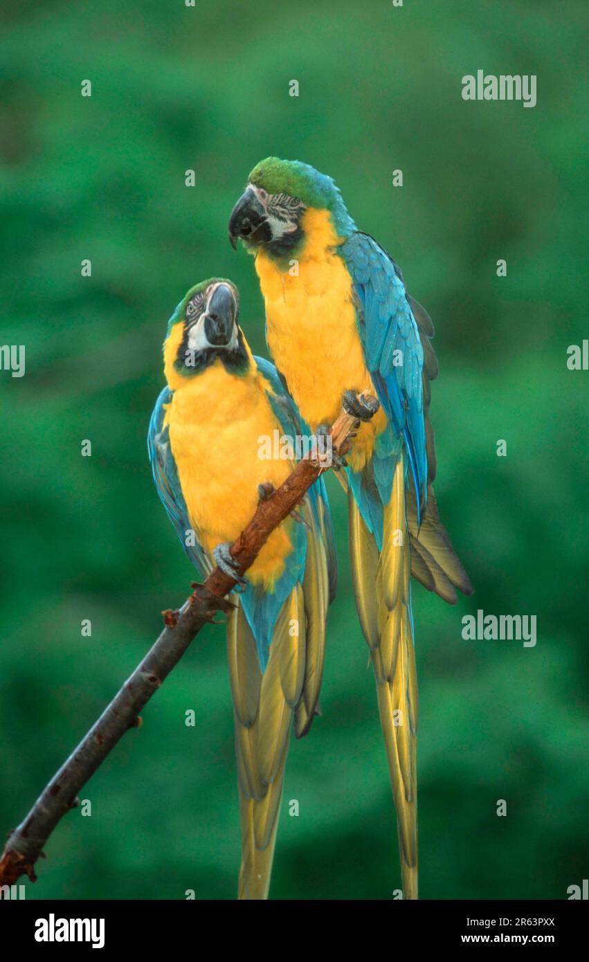Blue and yellow macaw ara ararauna pair hi-res stock photography and images - Alamy