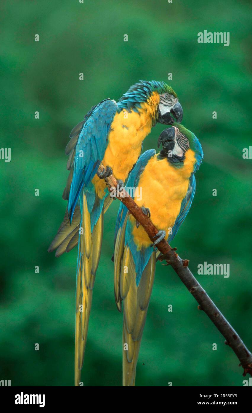 Blue and yellow macaw ara ararauna pair hi-res stock photography and ...