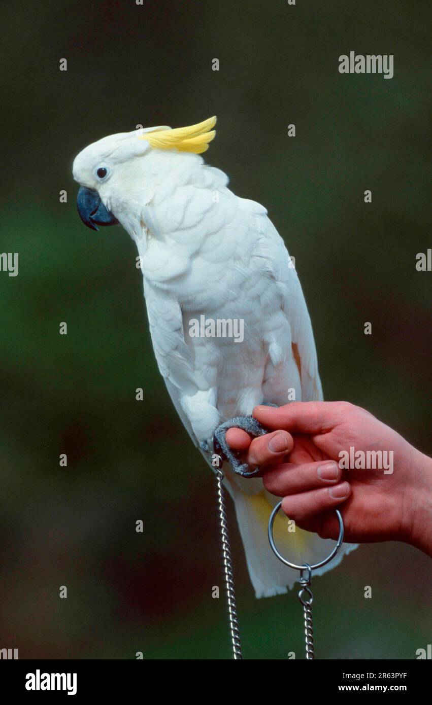 Great Sulphur-crested Cockatoo, with chain, on human hand (Cacatua ...