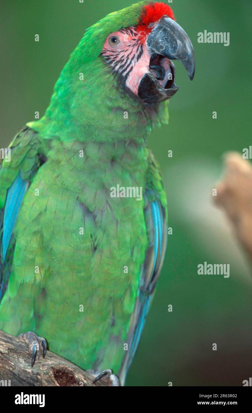 Military macaw (Ara militaris Stock Photo - Alamy