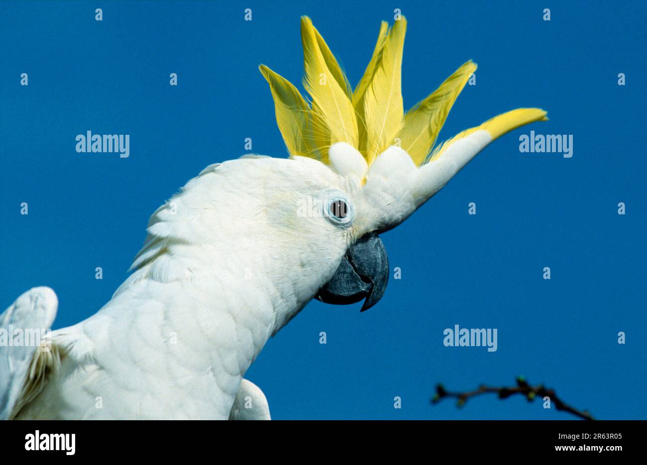 Great Sulphur-crested Cockatoo (Cacatua galerita triton), Triton ...