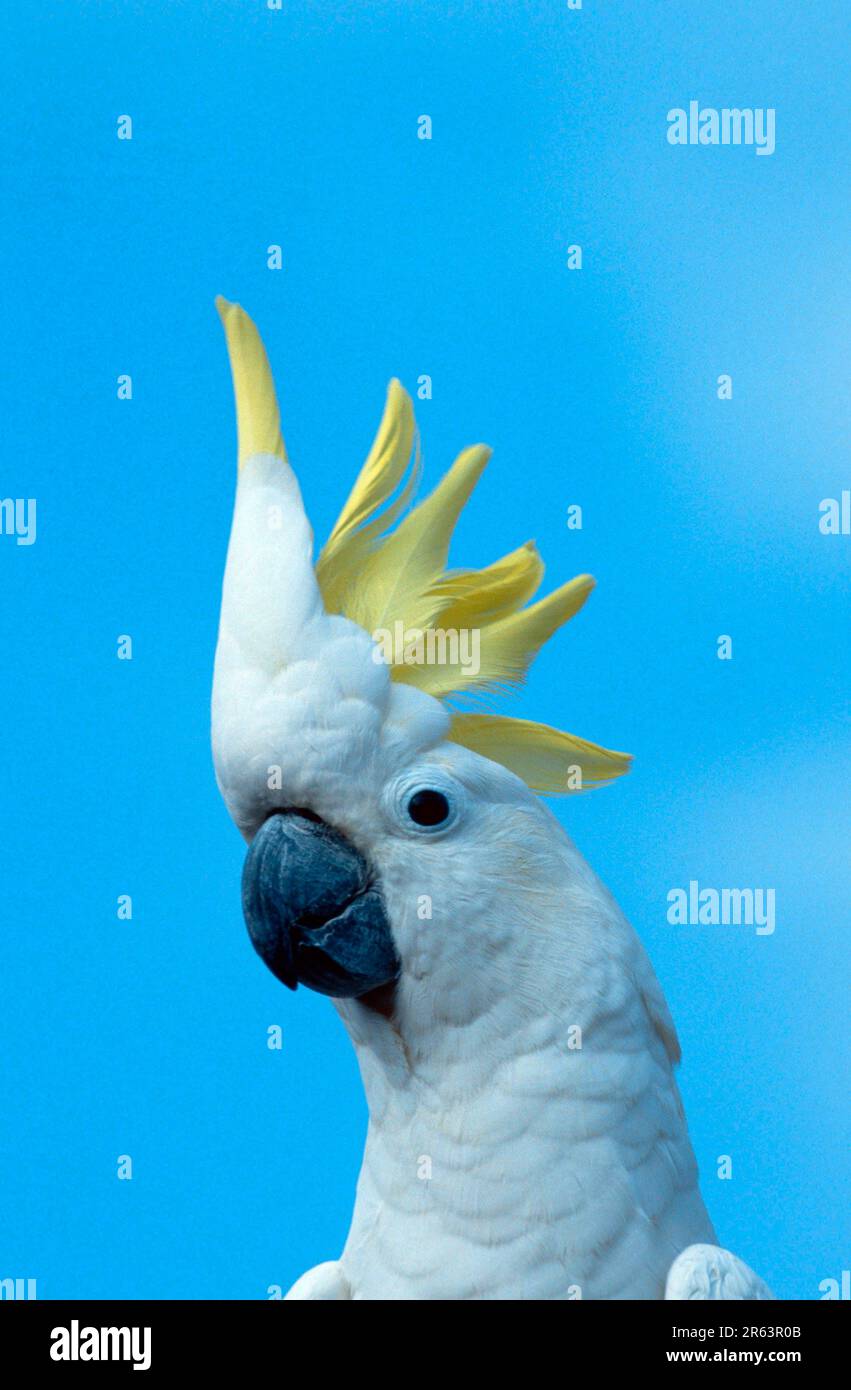 Great Sulphur-crested Cockatoo (Cacatua galerita triton), Triton ...