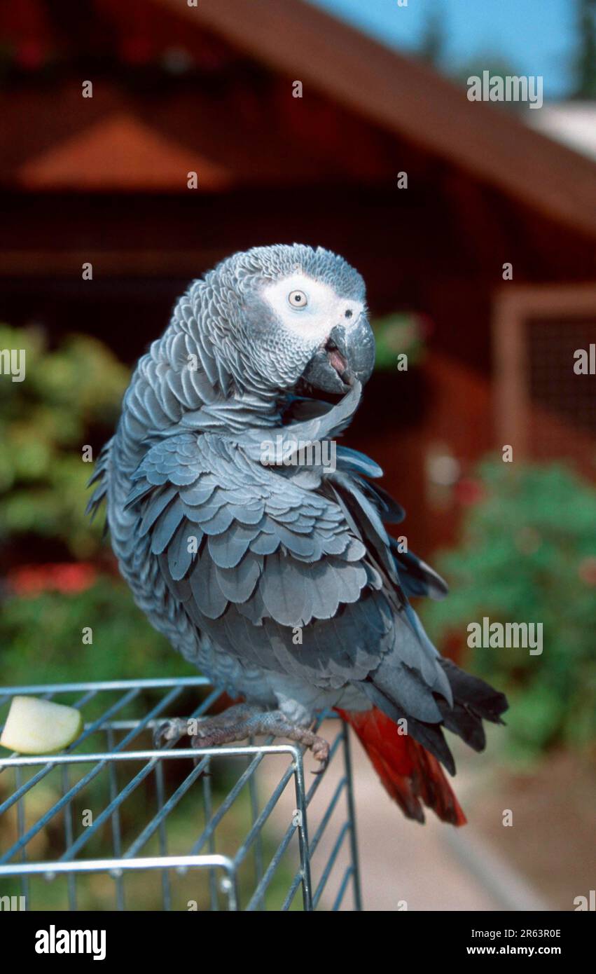 Congo african gray parrot (Psittacus erithacus erithacus) at the cage ...