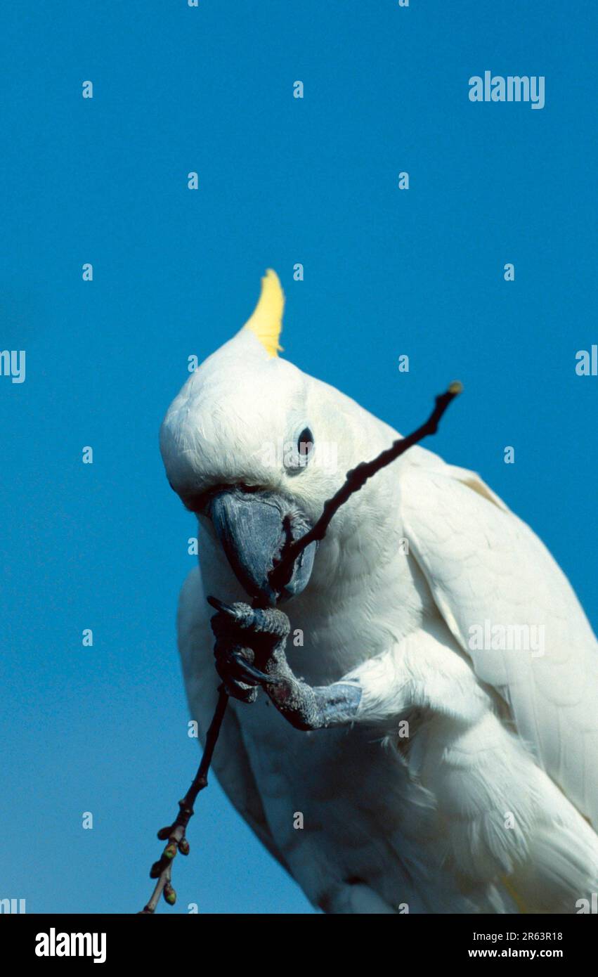 Great Sulphur-crested Cockatoo, playing with twig (Cacatua galerita ...