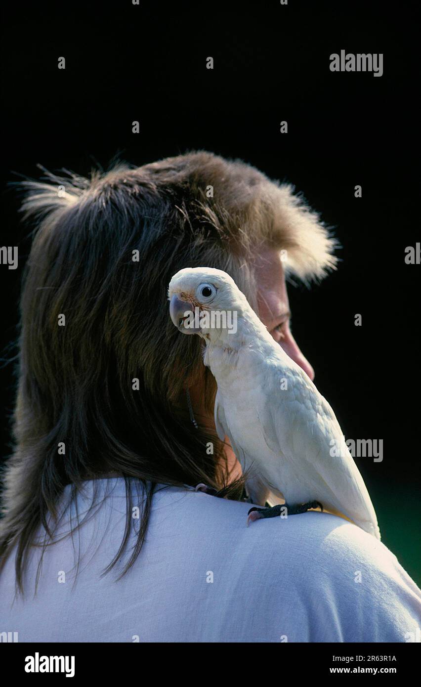Young Goffin's Cockatoo sitting on woman's shoulder (Cacatua goffini ...