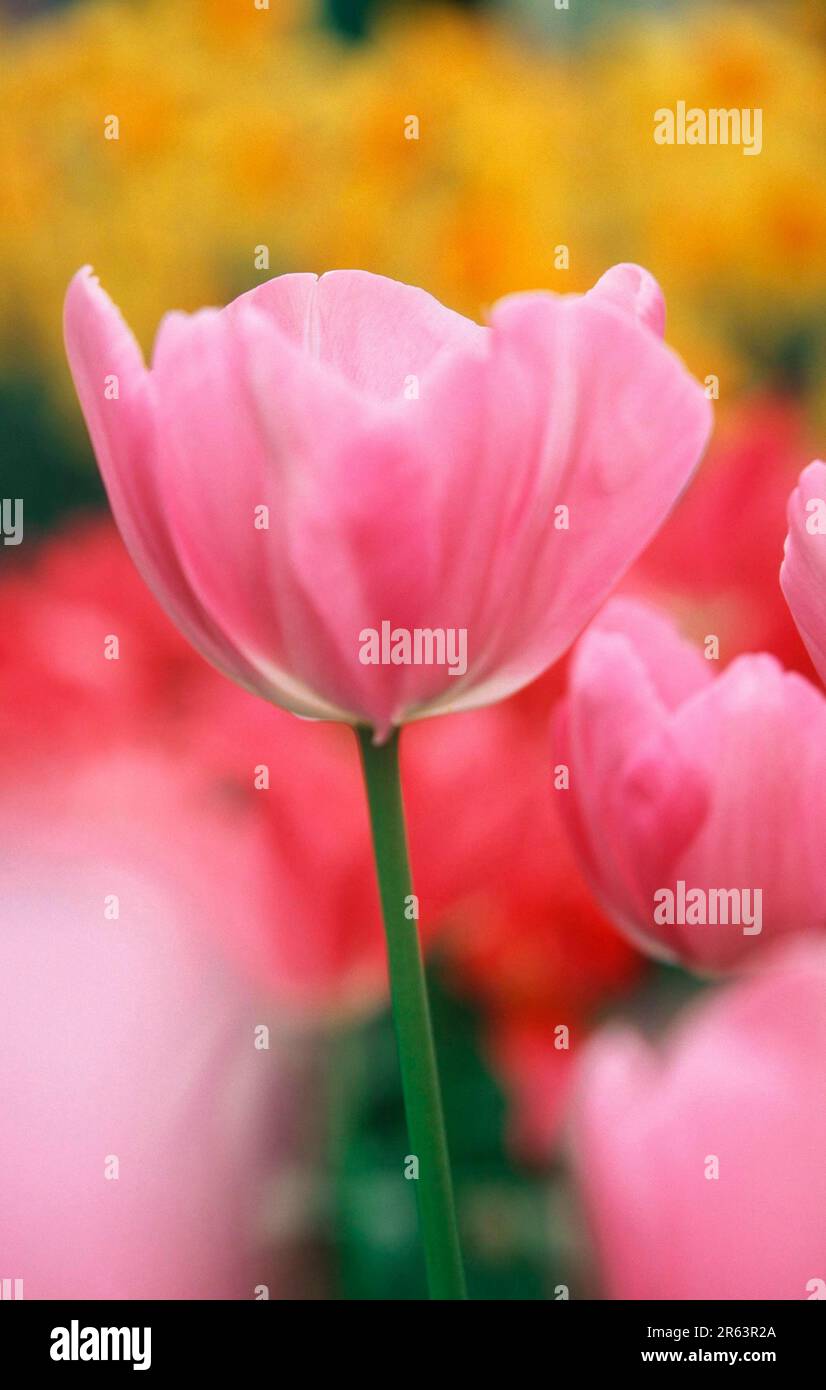 Tulips (Netherlands) (Europe) (Plants) (Flowers) (Lily family ...