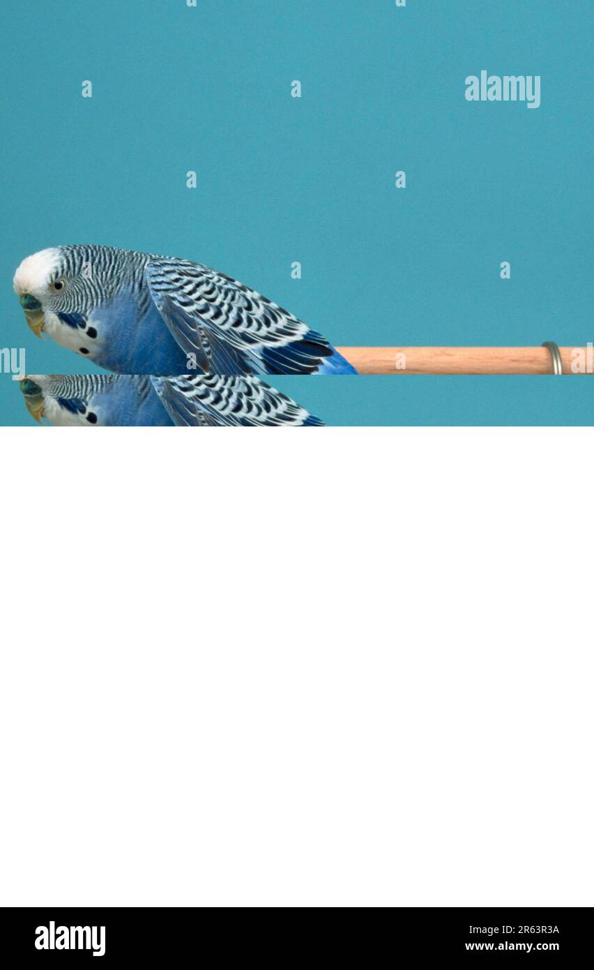 Budgerigar (Melopsittacus undulatus), male, stretching his wing, Budgie ...