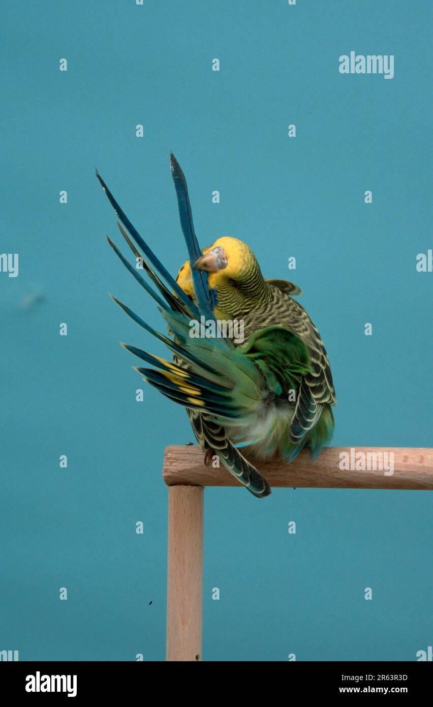 Budgerigar (Melopsittacus undulatus), young female, Budgie, tail ...