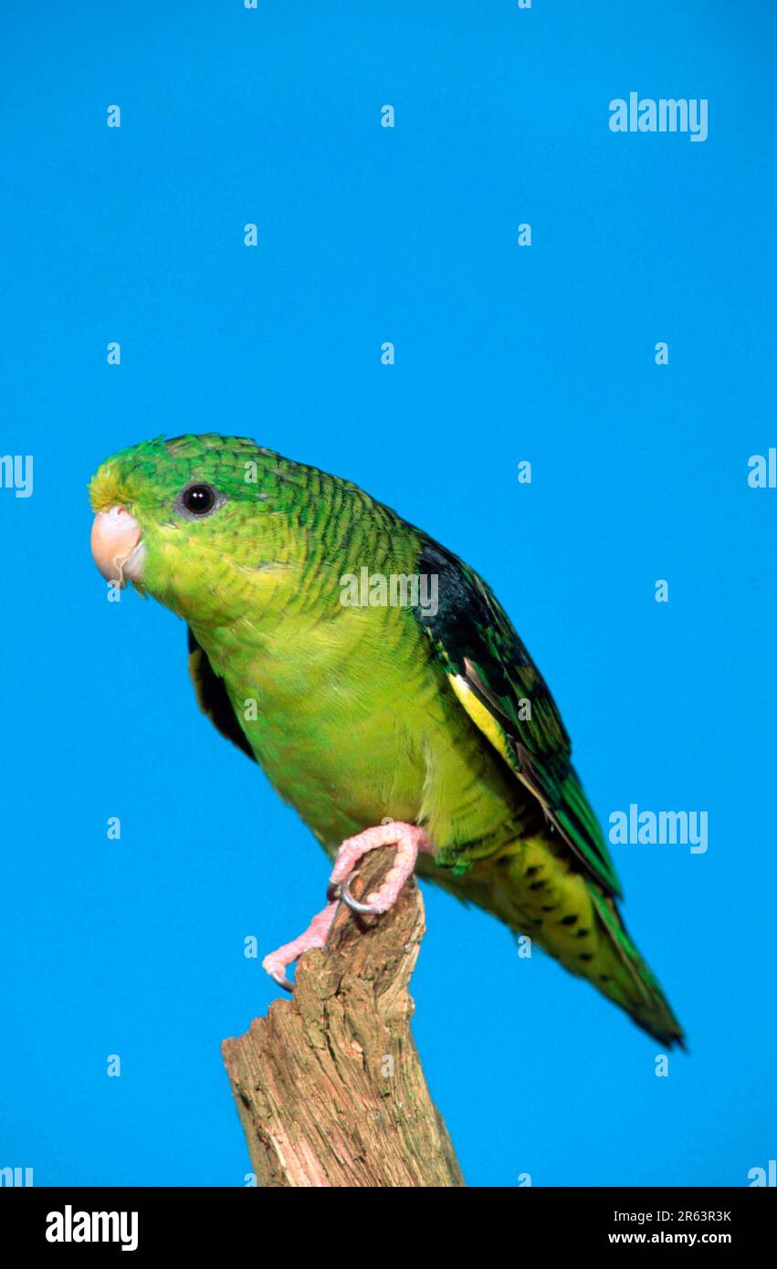 American parakeet hi-res stock photography and images - Alamy