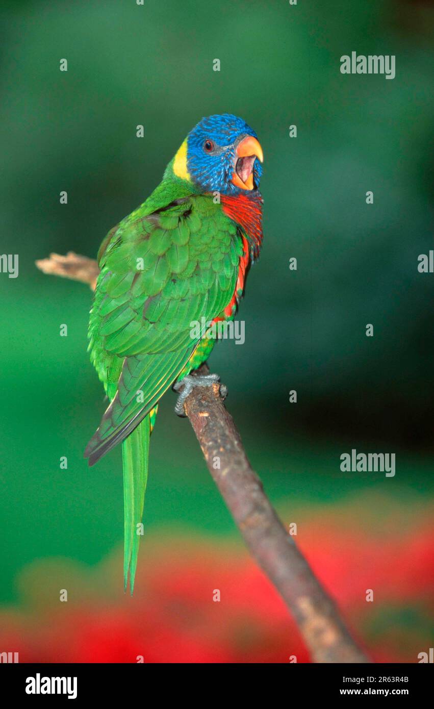 Rainbow Lory, calling (Trichoglossus haematodus haematodus ...