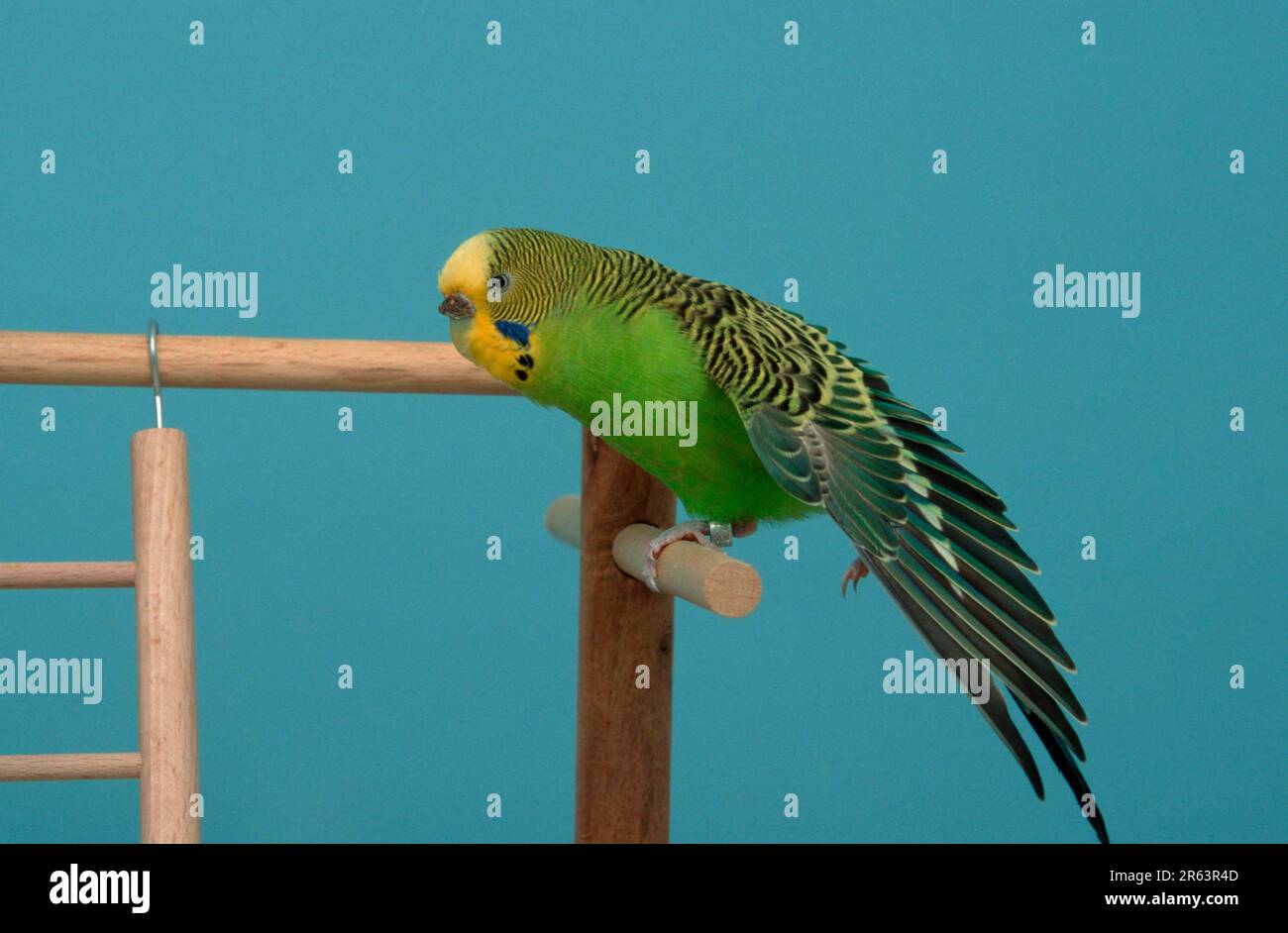 Budgie wing hi-res stock photography and images - Alamy
