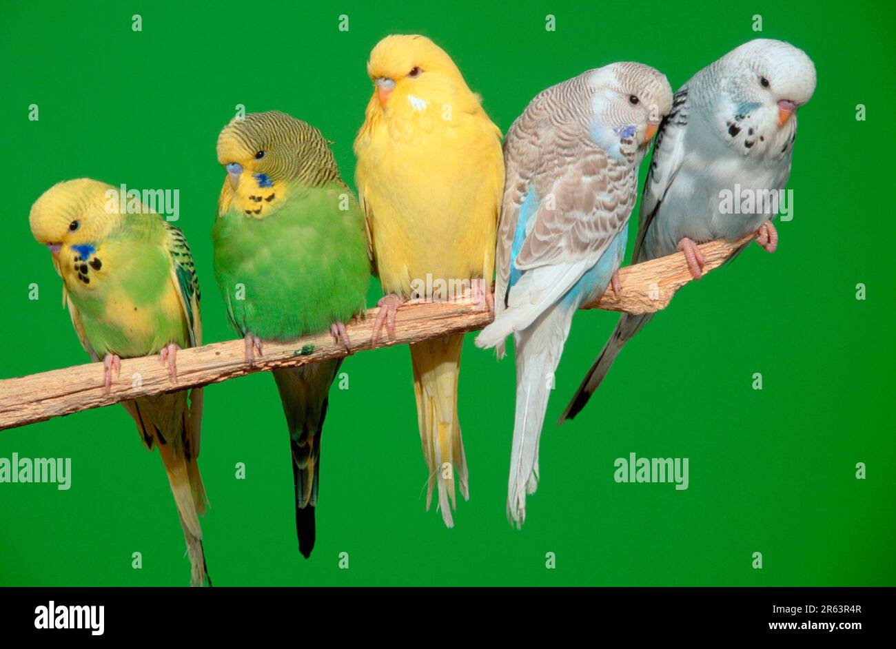 Young budgies, budgerigar (Melopsittacus undulatus Stock Photo - Alamy