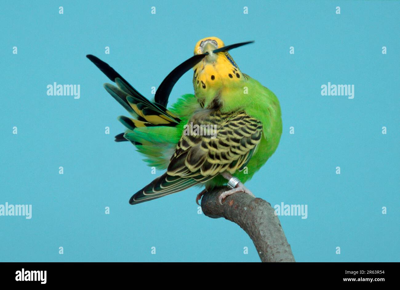 Budgerigars (Melopsittacus undulatus), female, preening tail feather ...