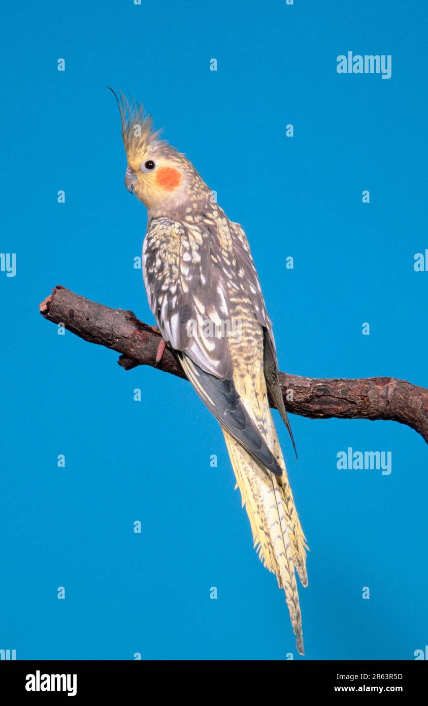 Female cockatiel hi-res stock photography and images - Alamy