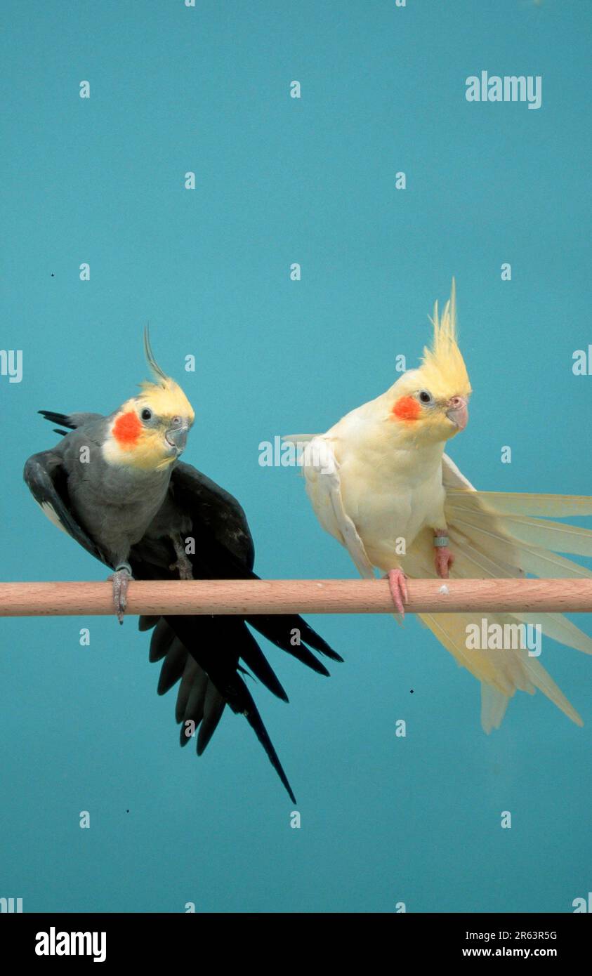 Cockatiels (Nymphicus hollandicus), pair, synchron stretching wings ...