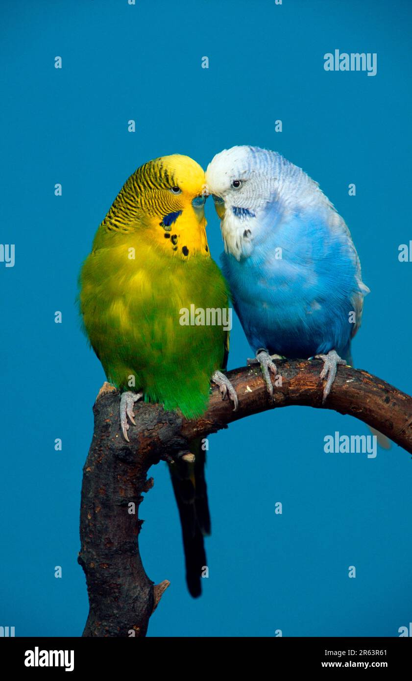 Budgies (Melopsittacus undulatus), male, normal-dark green and spangle ...