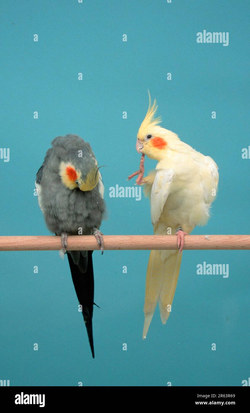 Rare Cockatiel Colors