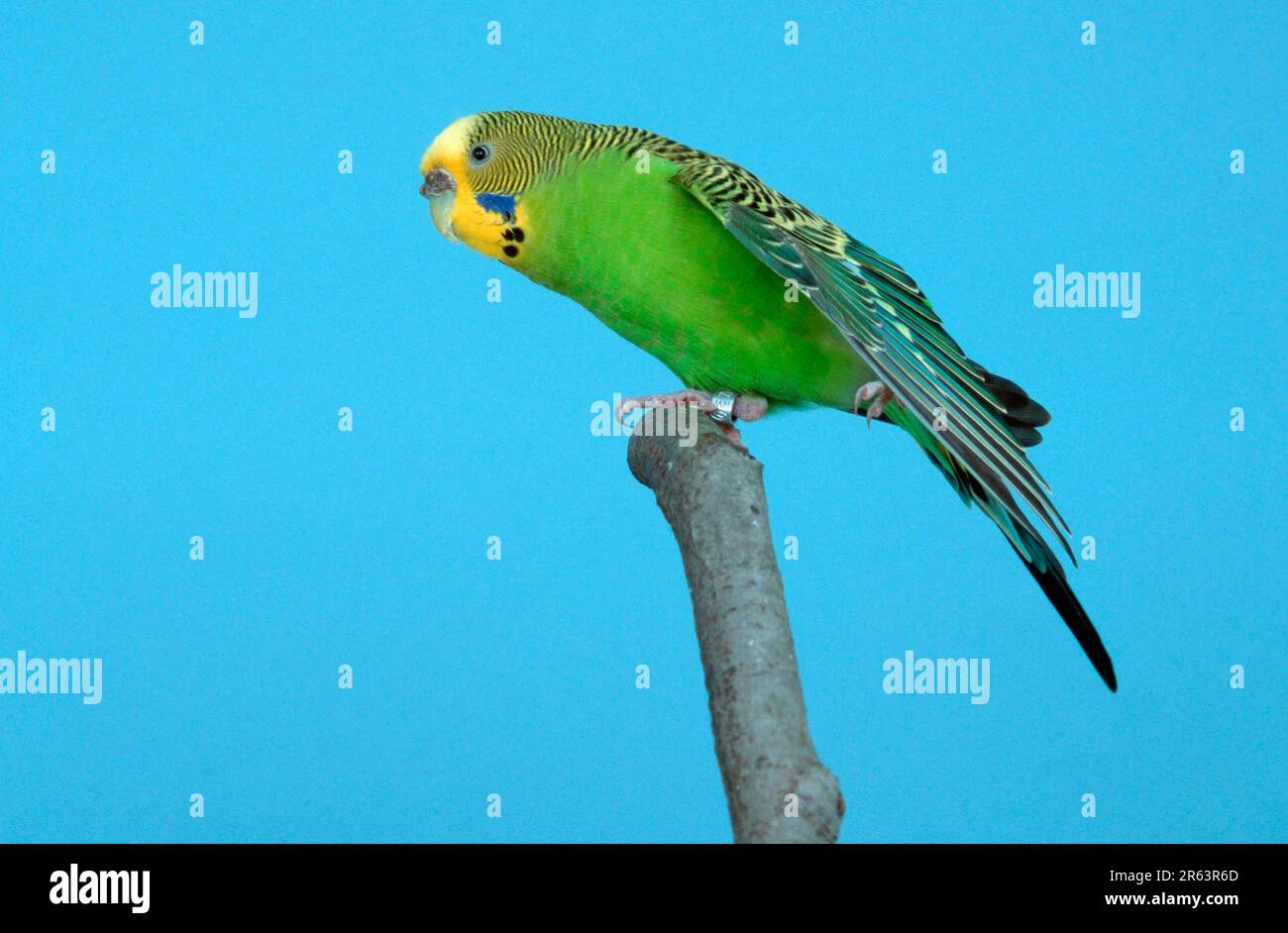 Budgie (Melopsittacus undulatus), female, normal-light green ...