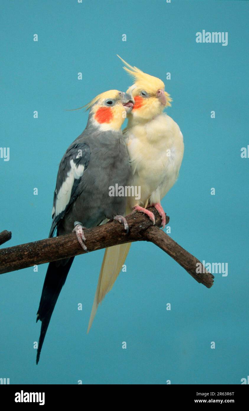 Female cockatiel hi-res stock photography and images - Alamy