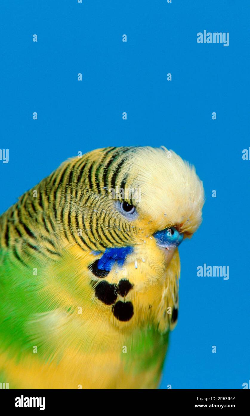 Budgerigar (Melopsittacus undulatus), male, Budgie Stock Photo - Alamy