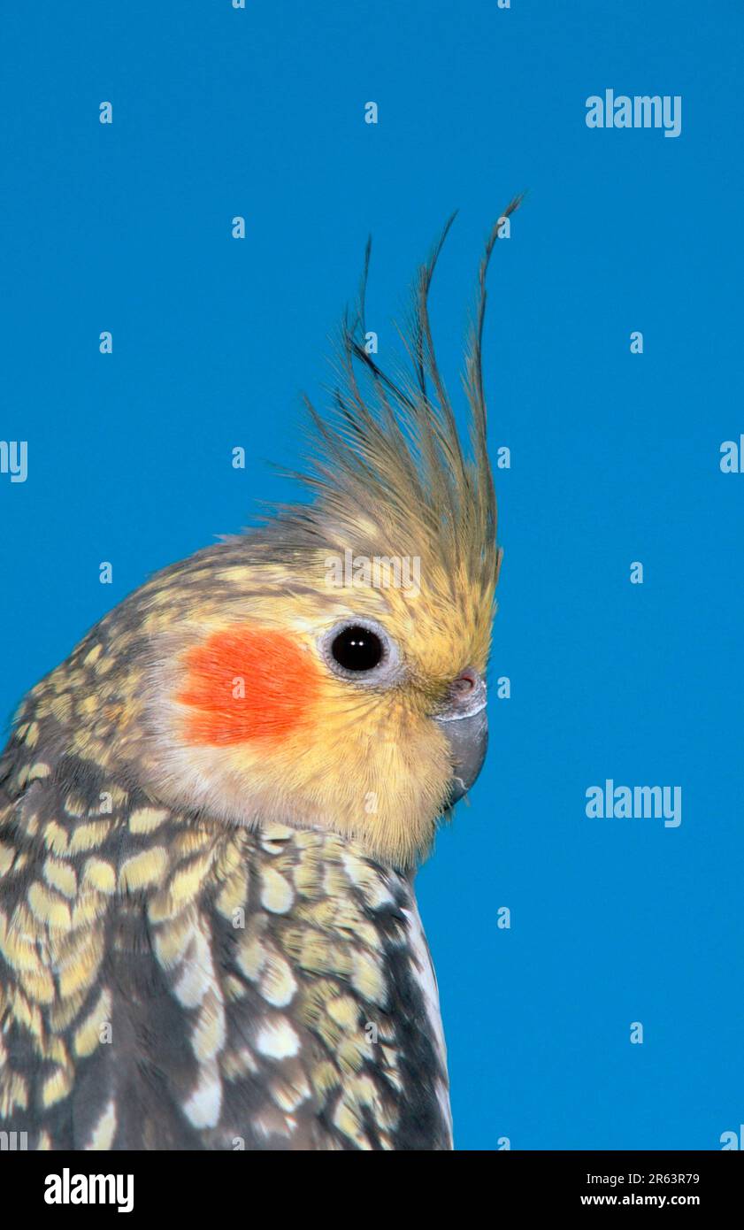 Female cockatiel hi-res stock photography and images - Alamy