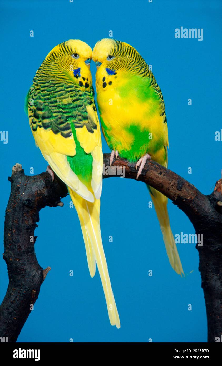 Budgies (Melopsittacus undulatus), male, Australian pied-normal-light ...