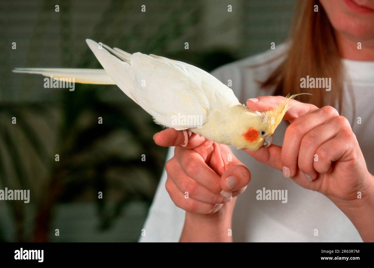 The cockatiel (Nymphicus hollandicus) is dishevelled Stock Photo - Alamy