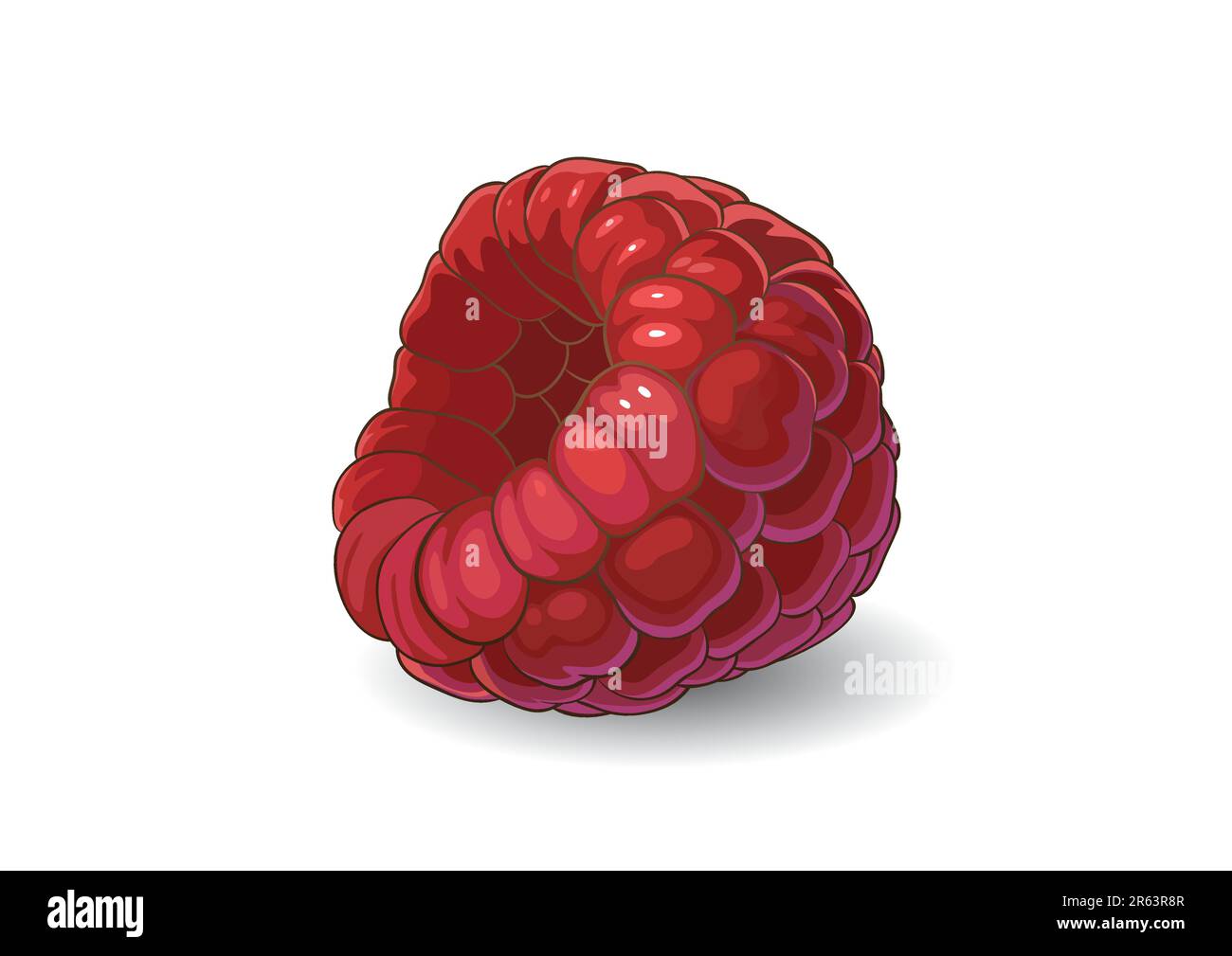 Drawing of raspberry. The illustration was made using my shot of the ...
