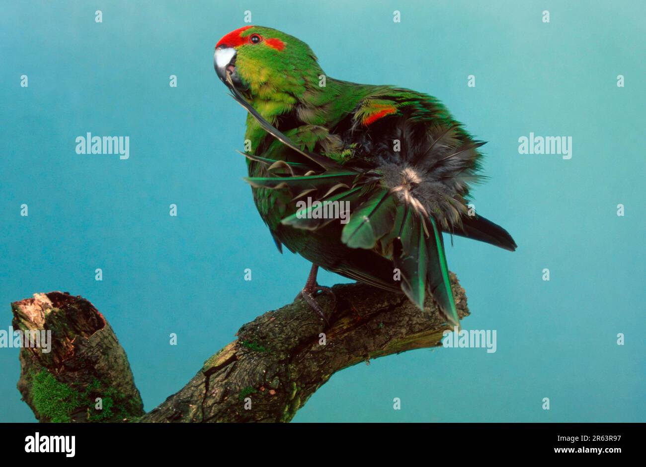 Red crowned parakeet (Cyanoramphus novaezelandiae), male Stock Photo ...