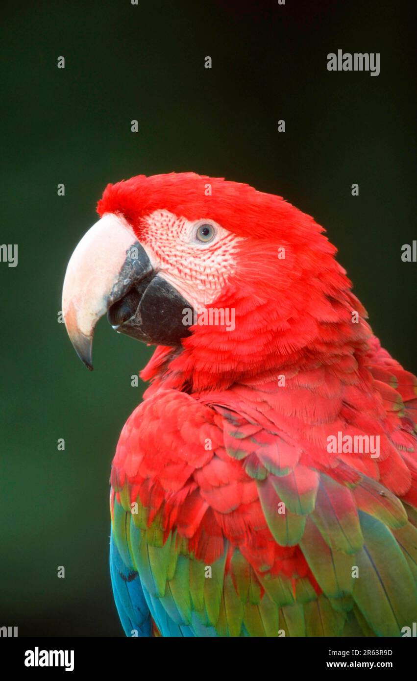 Green-winged Macaw, dark red macaw, red-and-green macaw (Ara ...