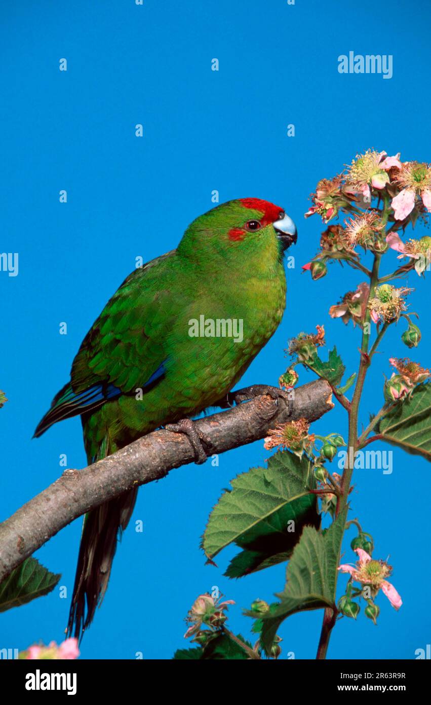 Cyanoramphus hi-res stock photography and images - Alamy