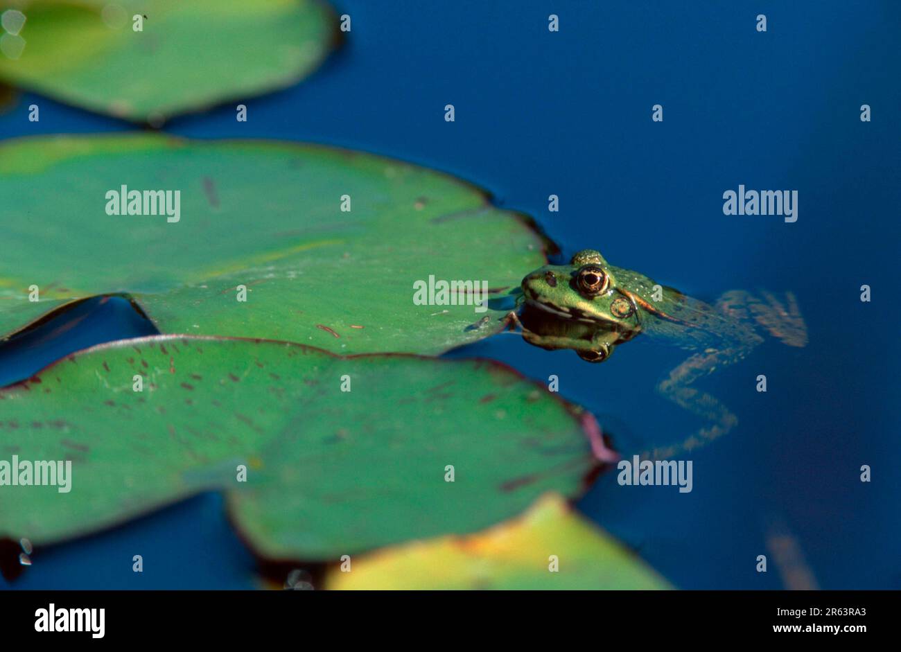 Edible frog (Rana esculenta), green frog, Germany Stock Photo - Alamy