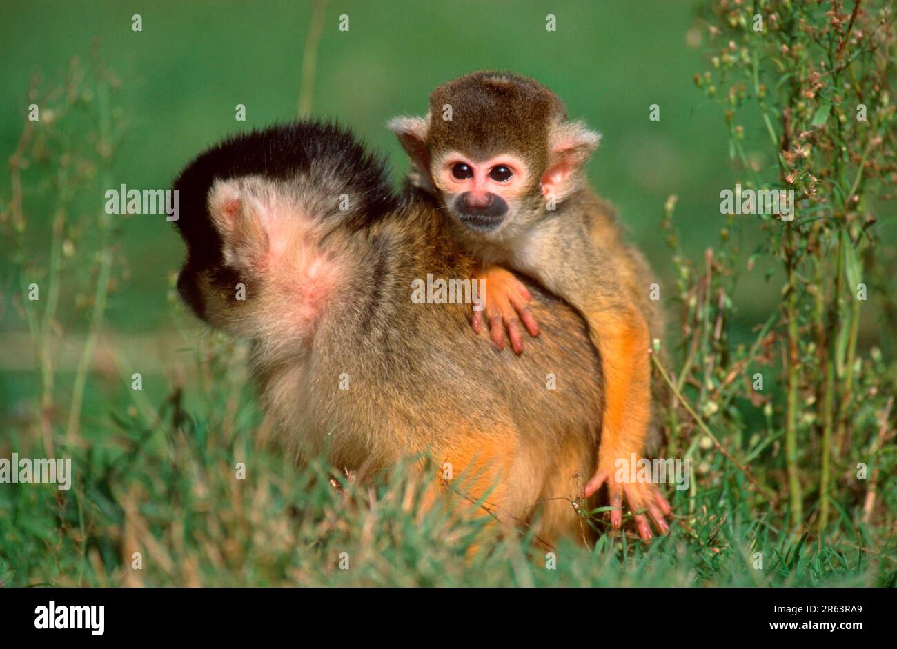 Common squirrel monkey (Saimiri sciureus) with cubs Stock Photo - Alamy