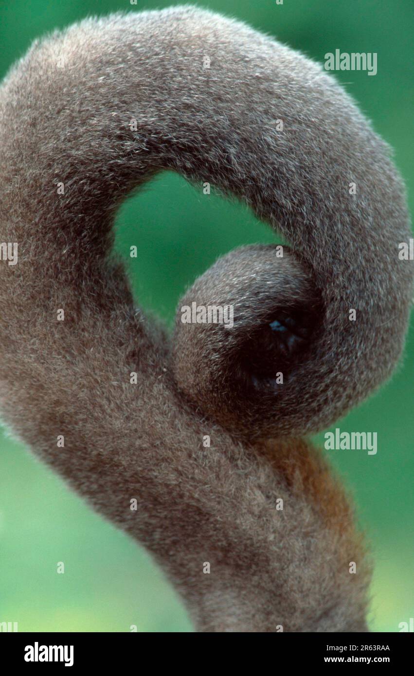 Common woolly monkey (Lagothrix lagotricha), brown woolly monkey Stock ...