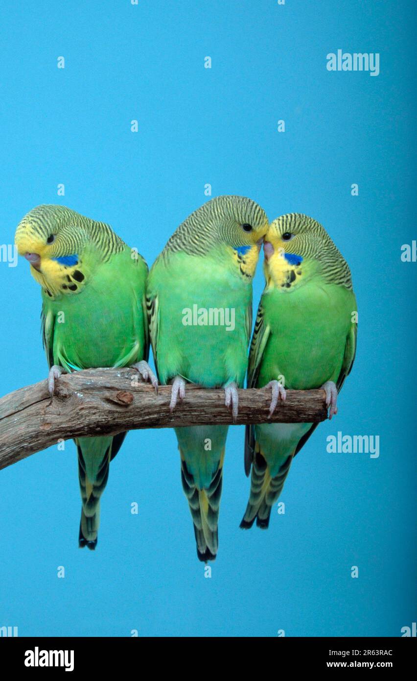 Young budgies, budgerigar (Melopsittacus undulatus Stock Photo - Alamy
