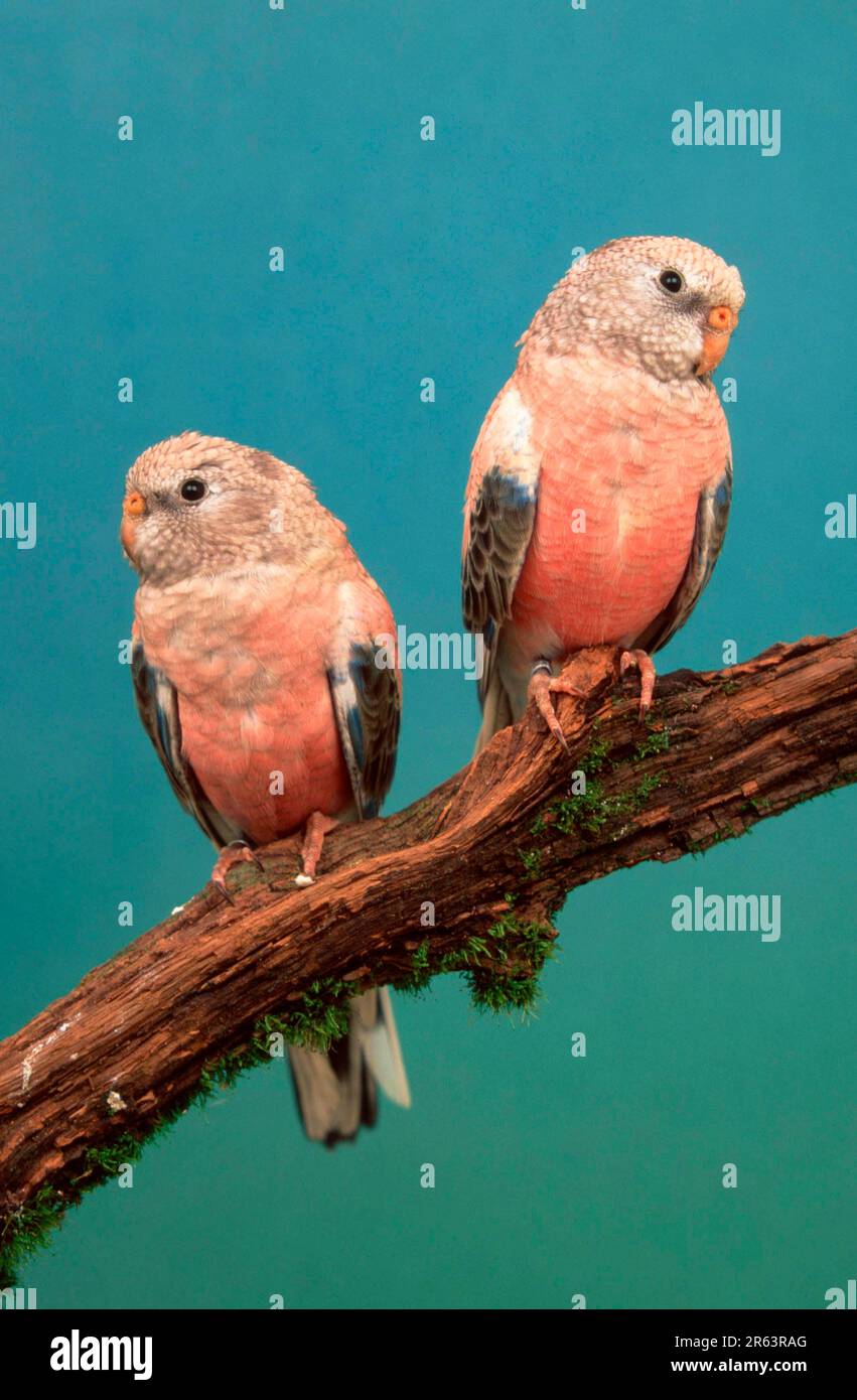 Bourkes parrot hi-res stock photography and images - Alamy