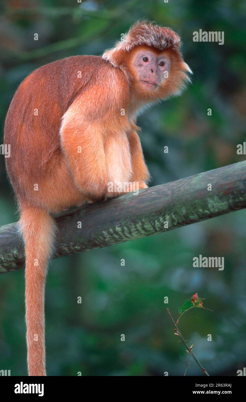 Java langur (Trachypithecus auratus auratus Stock Photo - Alamy