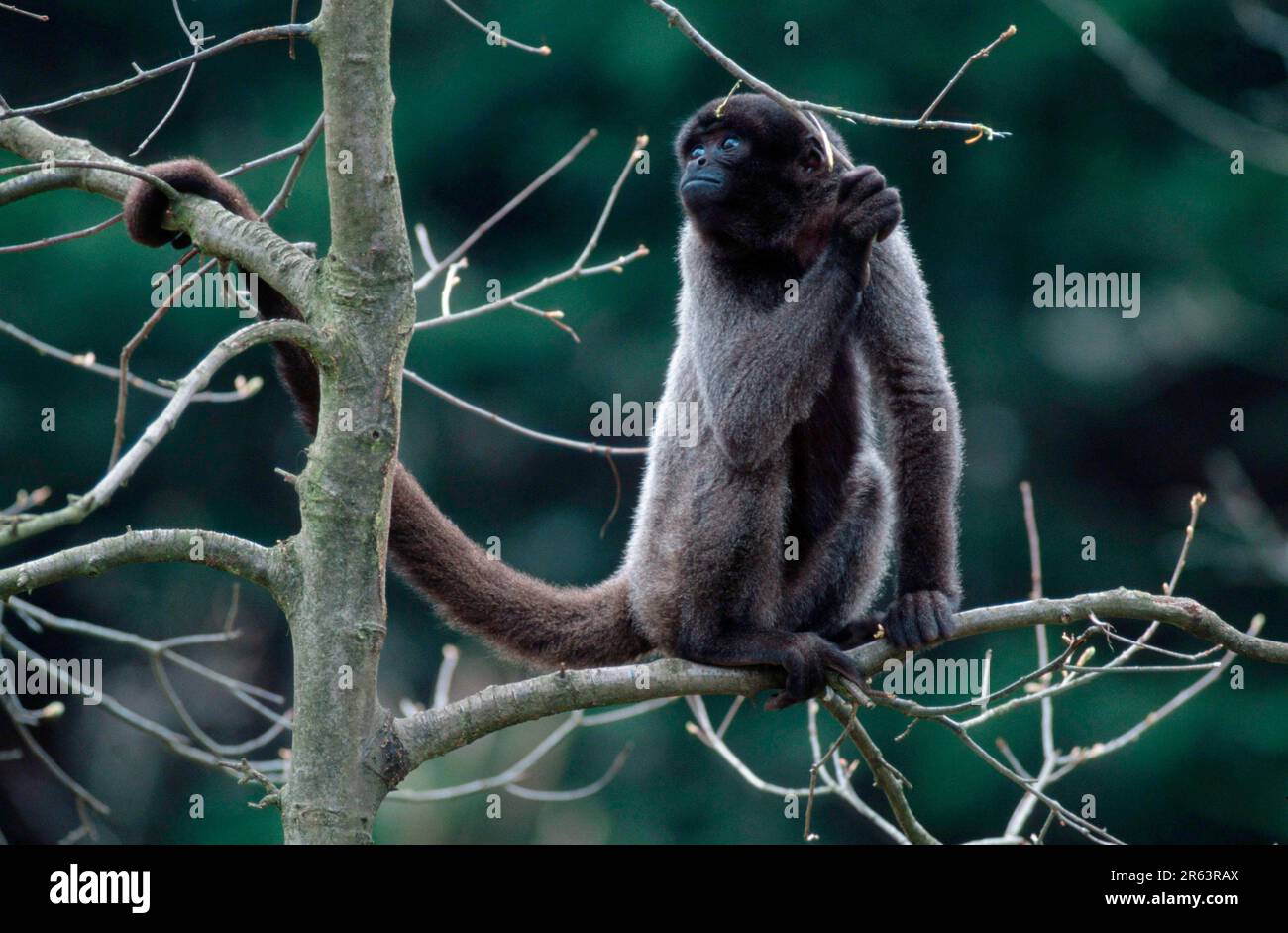 Common Woolly Monkey (Lagothrix lagotricha Stock Photo - Alamy