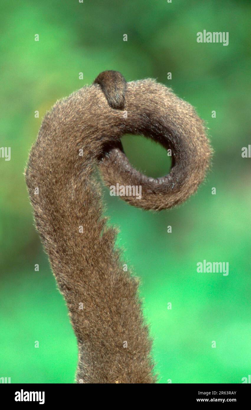 Woolly monkey, brown woolly monkey (Lagothrix lagotricha), tail Stock ...