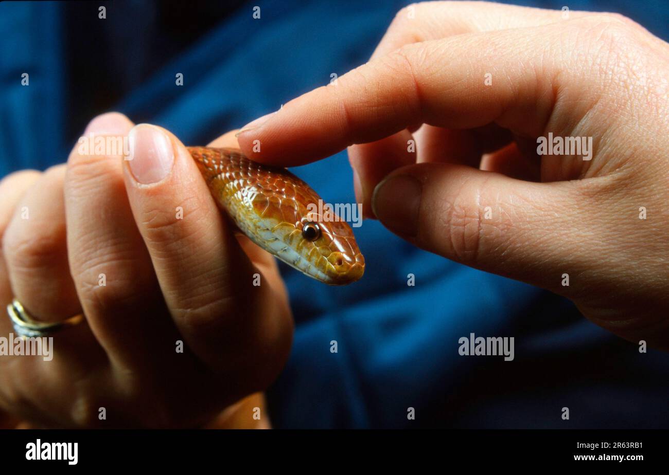 Red Rat Snake in hand, Corn Snake (Elaphe guttata Stock Photo - Alamy